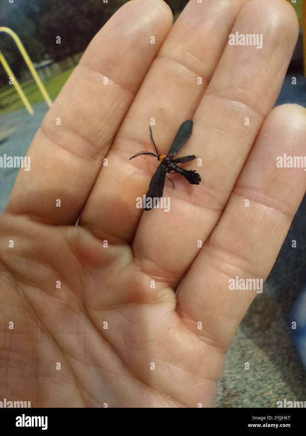 Grapeleaf Skeletonizer Moth (Harrisina americana Stock Photo - Alamy