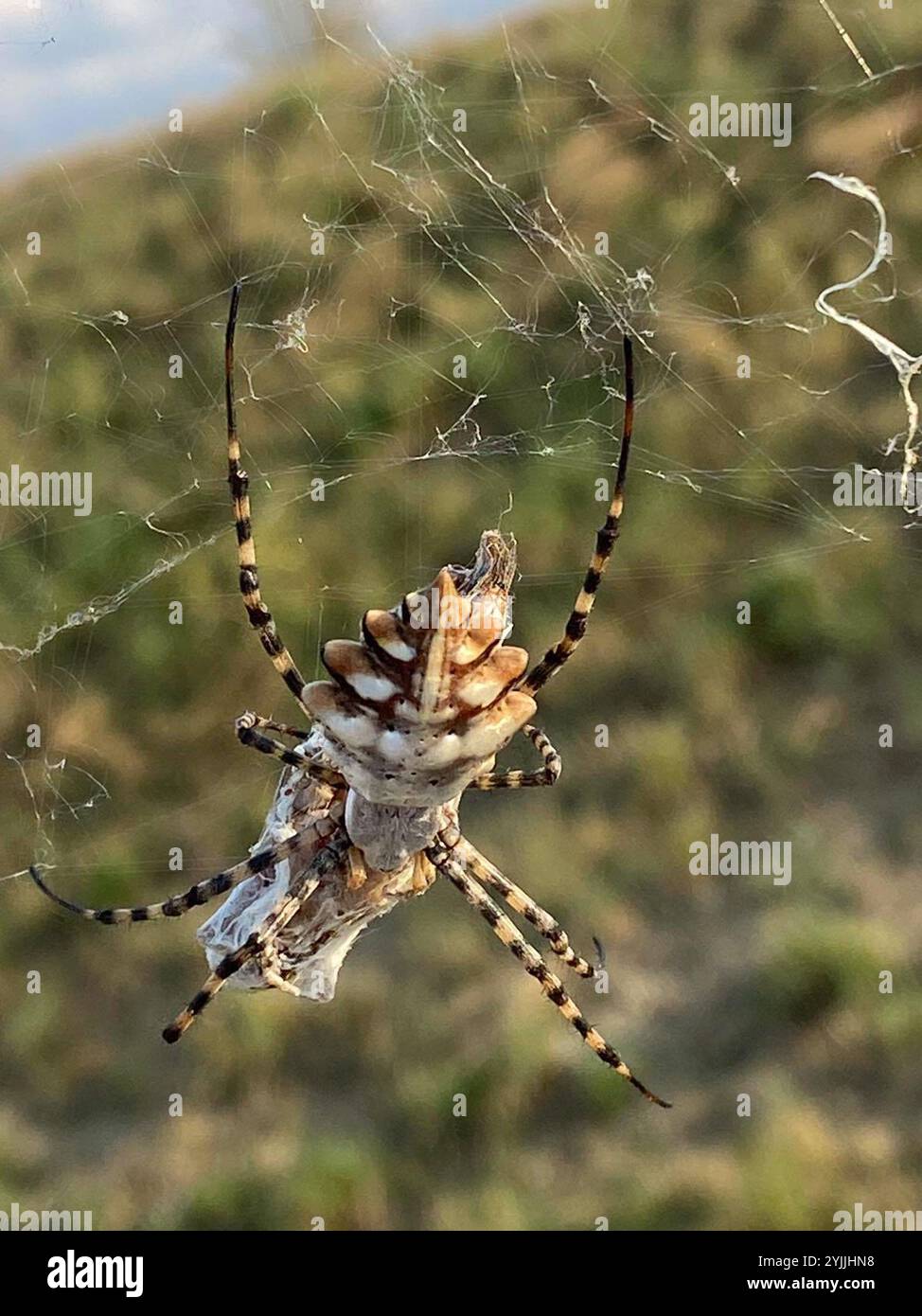 Lobed Argiope (Argiope lobata Stock Photo - Alamy