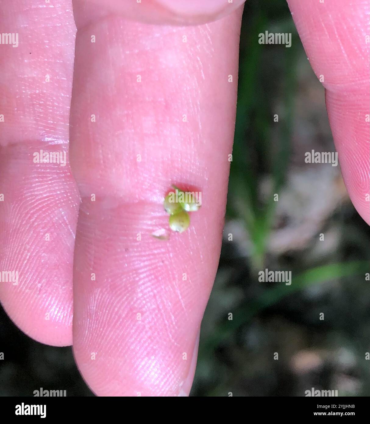 bur reed sedge (Carex sparganioides Stock Photo - Alamy