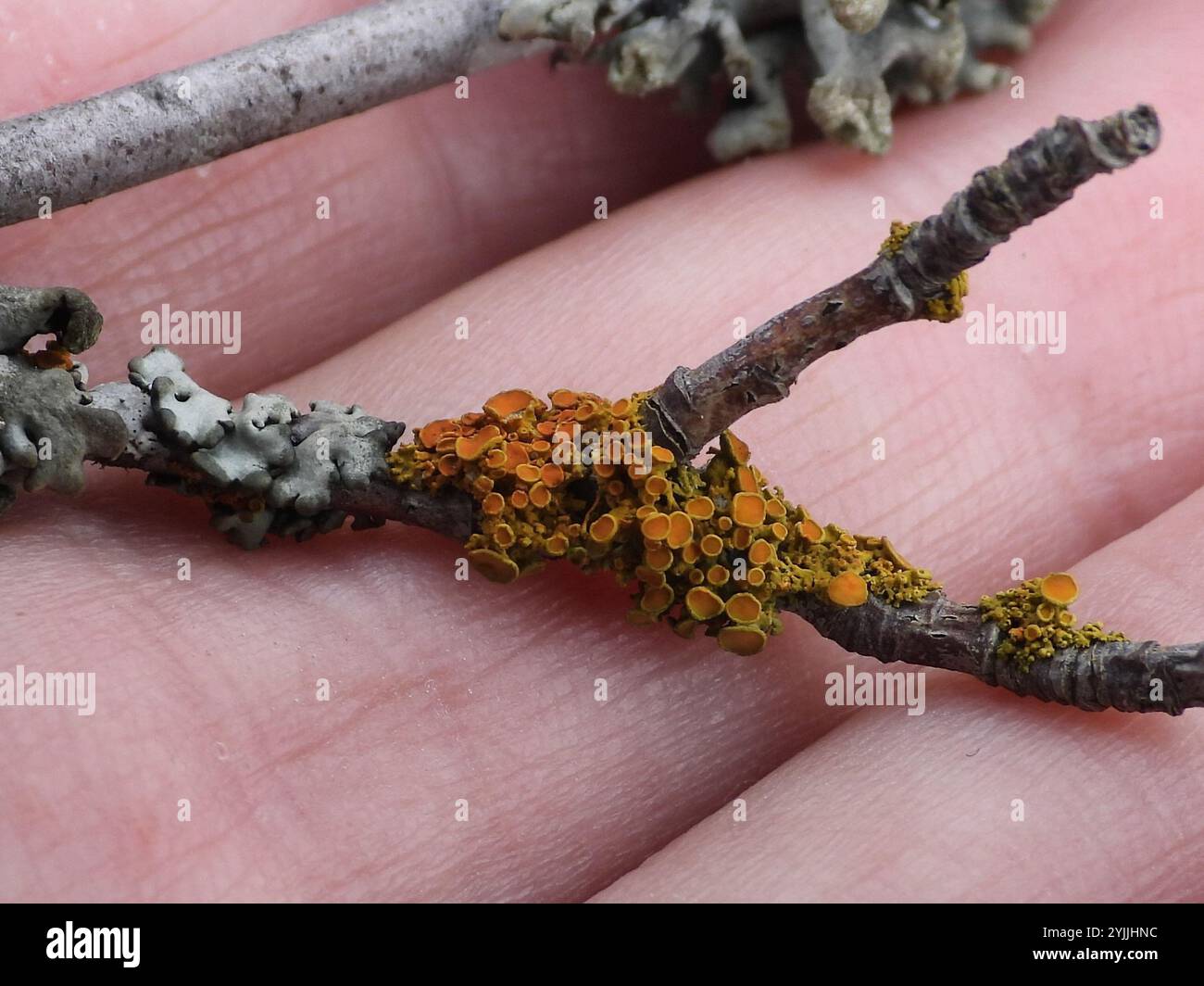 Pin-cushion Sunburst Lichen (Polycauliona polycarpa Stock Photo - Alamy