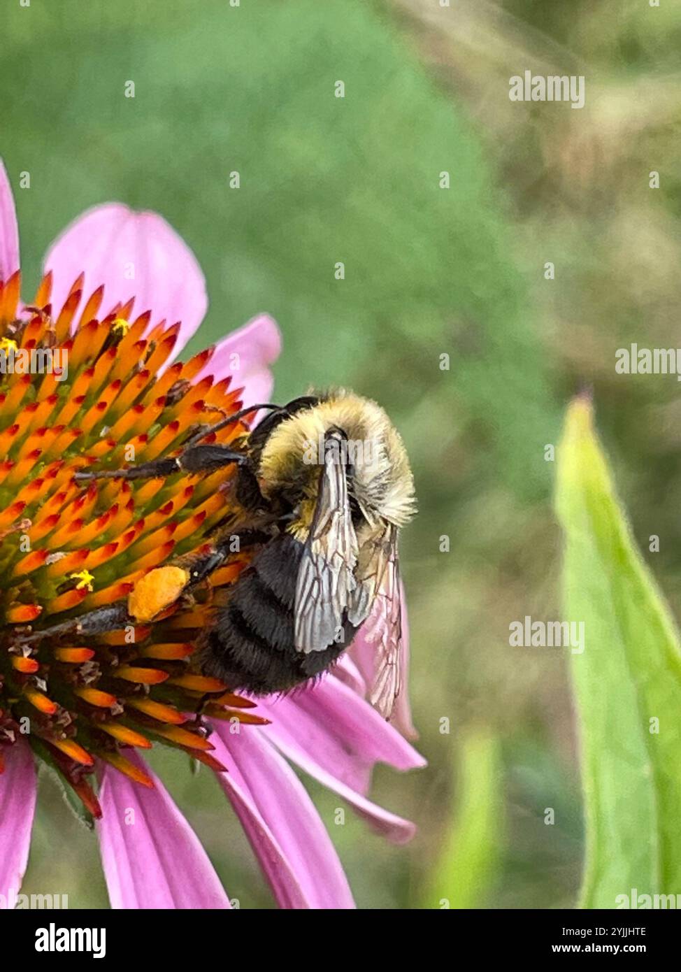 Common Eastern Bumble Bee (Bombus impatiens Stock Photo - Alamy