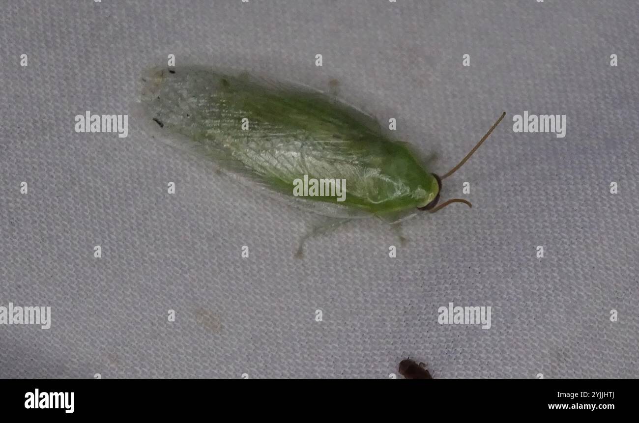Banana Cockroach (Panchlora nivea Stock Photo - Alamy