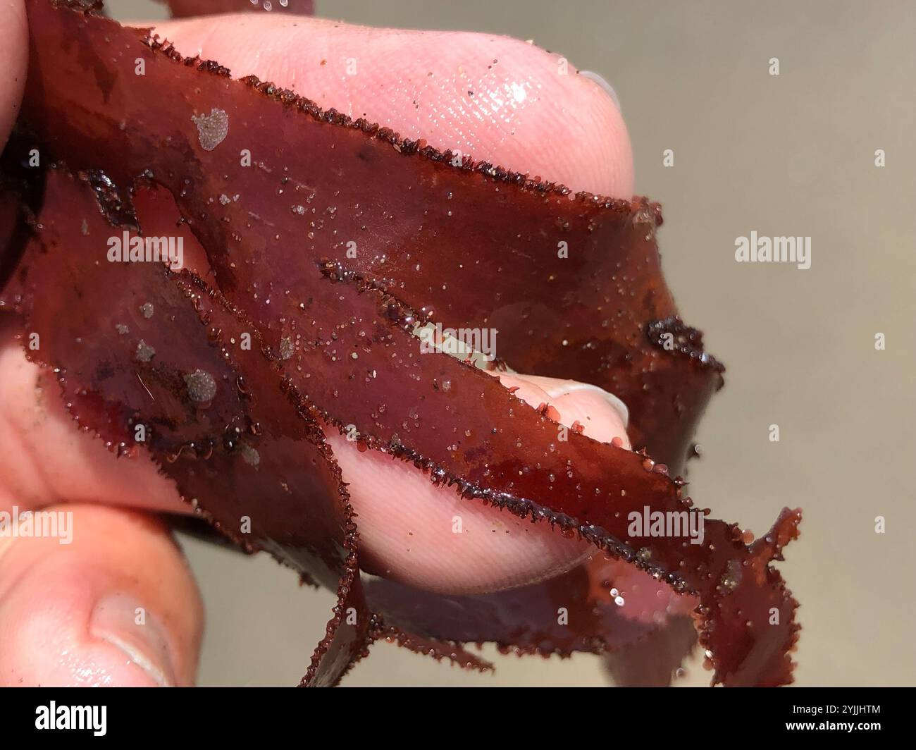 Grape Tongue (Cryptopleura ruprechtiana Stock Photo - Alamy