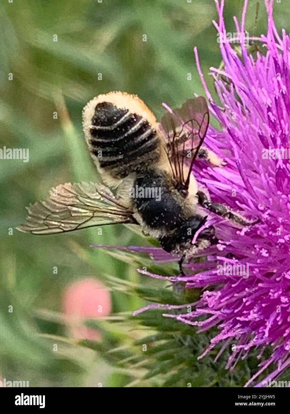 broad-handed leafcutter bee (Megachile latimanus Stock Photo - Alamy