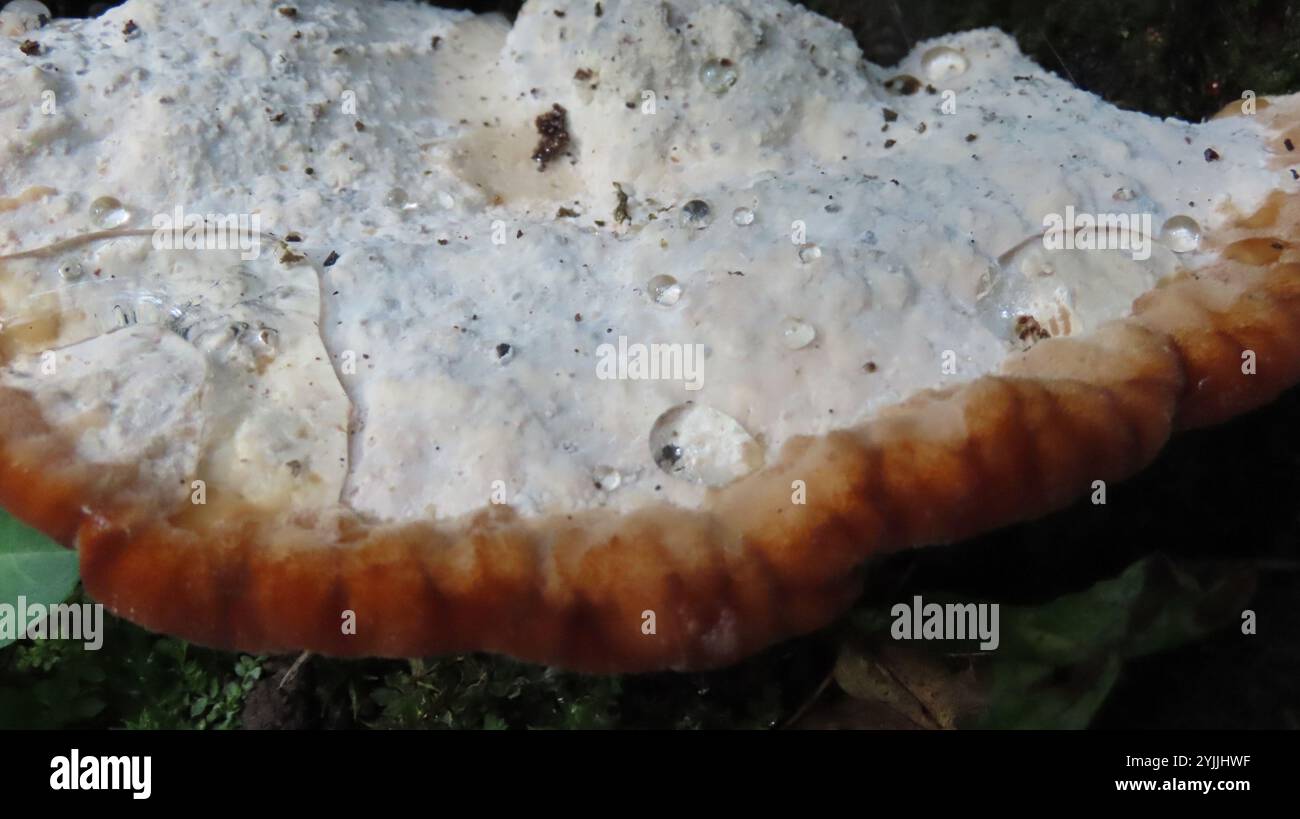 green cheese polypore (Fomitopsis spraguei Stock Photo - Alamy