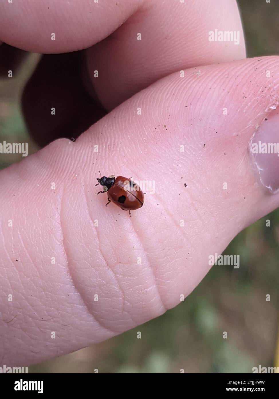 Two-spotted Lady Beetle (Adalia bipunctata Stock Photo - Alamy