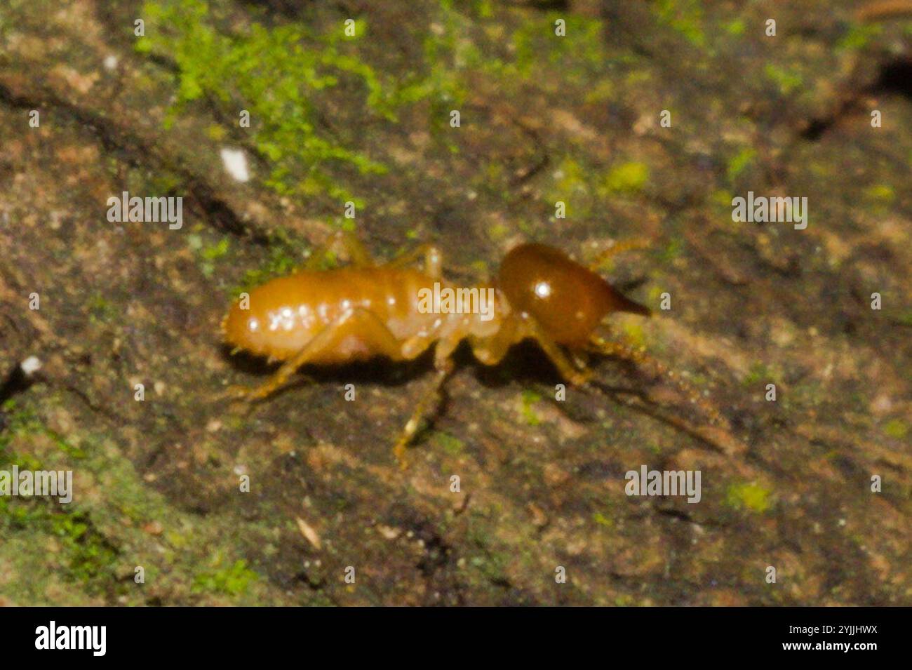 Conehead Termites (Nasutitermes Stock Photo - Alamy