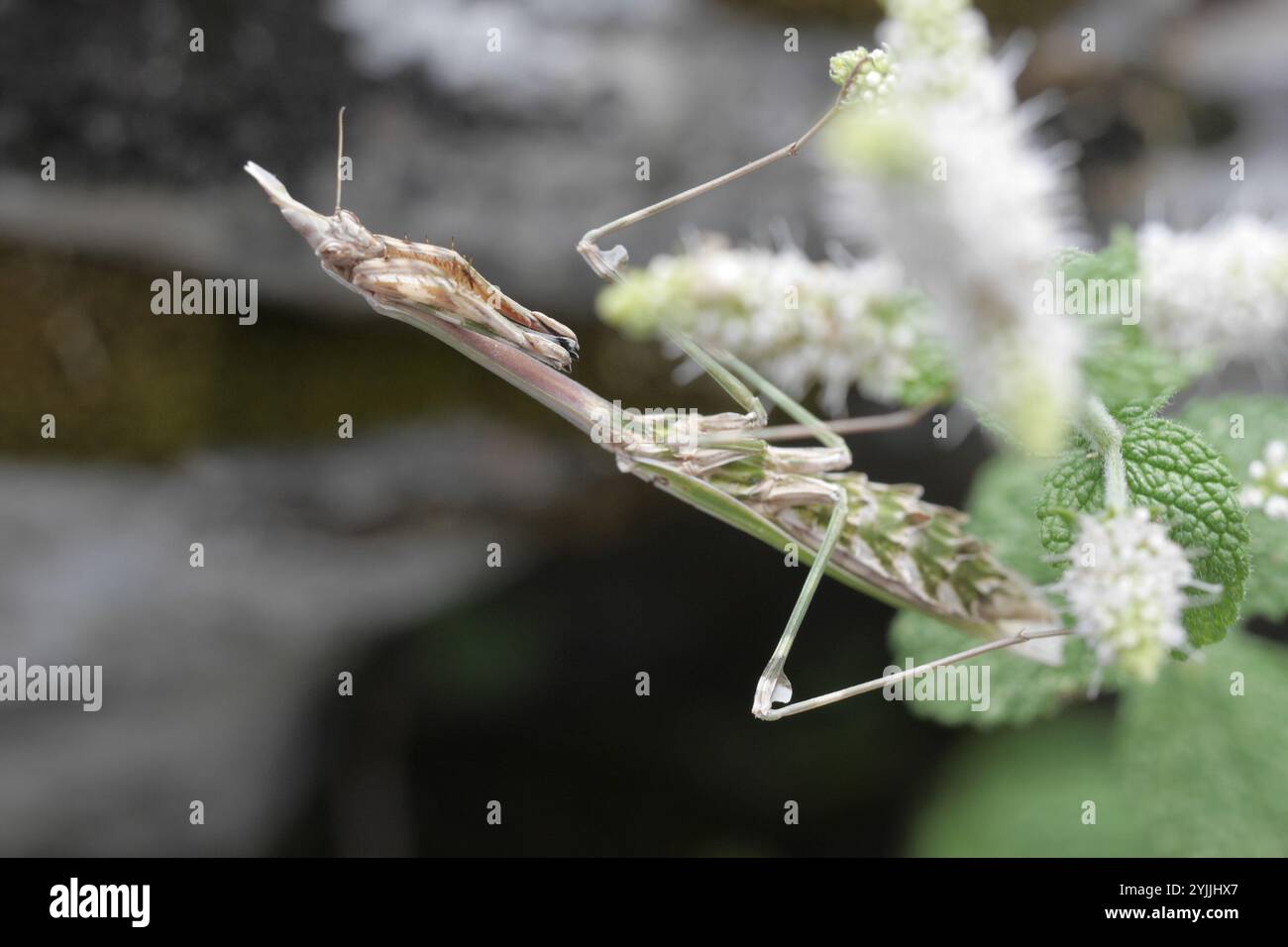 Mediterranean Conehead Mantis (Empusa pennata Stock Photo - Alamy