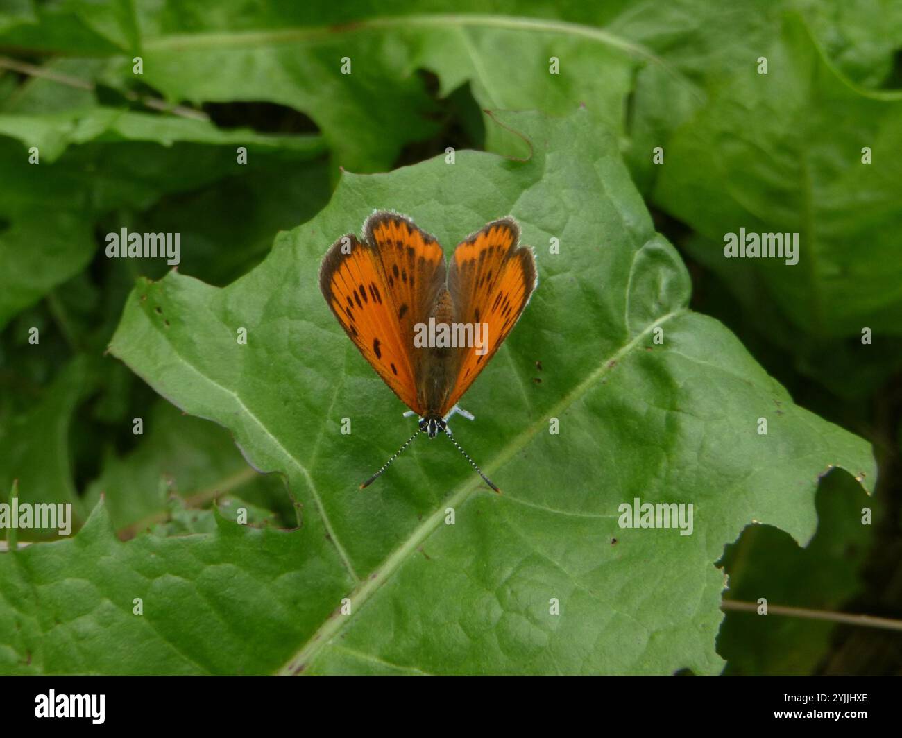 Large Copper (Lycaena dispar Stock Photo - Alamy