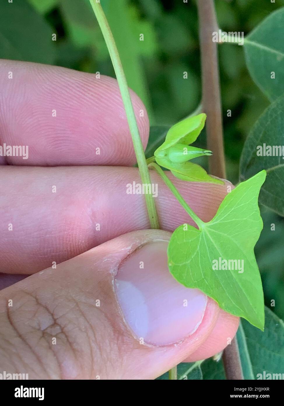 creeping hedge bindweed (Calystegia sepium angulata Stock Photo - Alamy