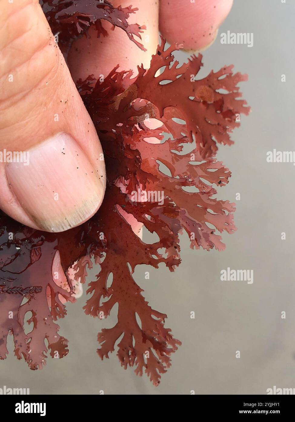 red sea fan (Callophyllis flabellulata Stock Photo - Alamy