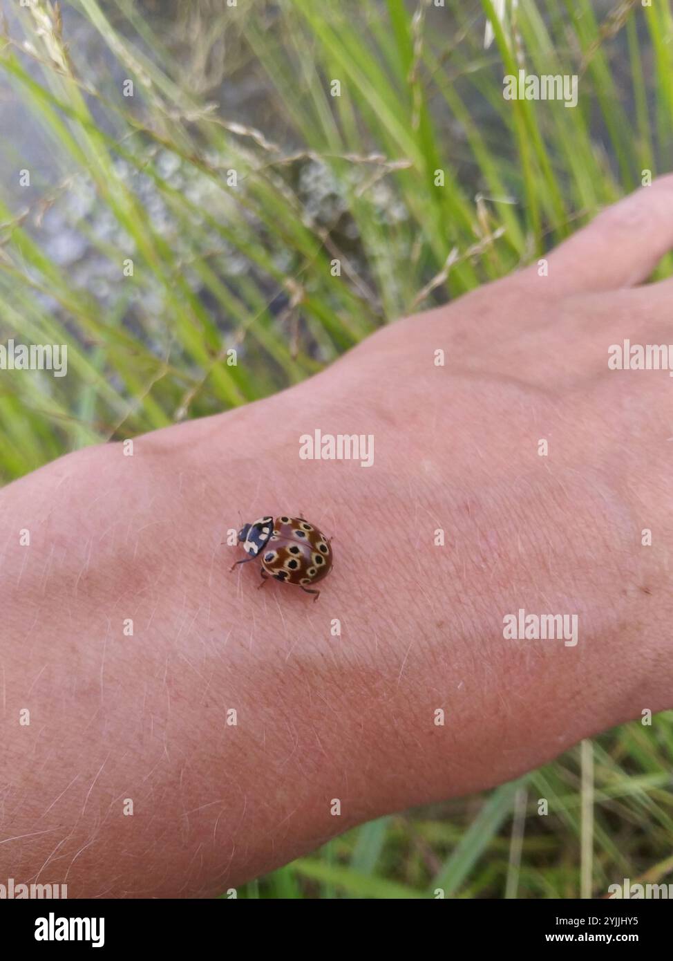 Eye-spotted Lady Beetle (Anatis mali Stock Photo - Alamy