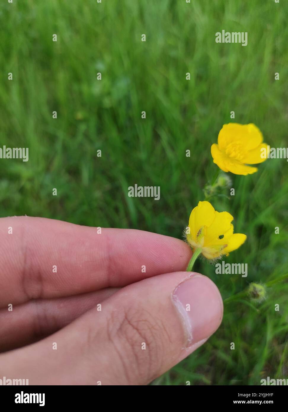 Multi-flowered Buttercup (Ranunculus polyanthemos Stock Photo - Alamy