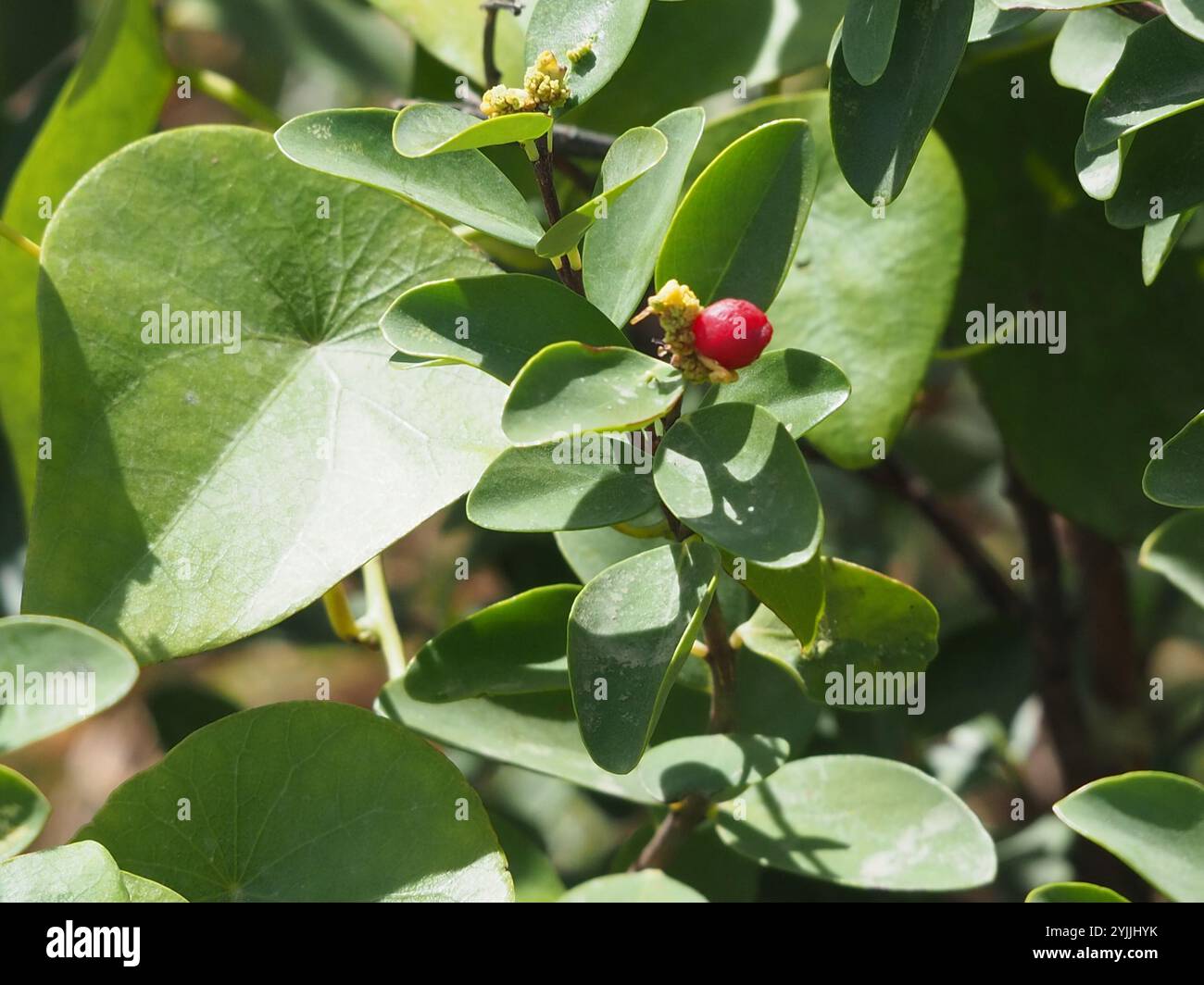 Bootlace Plant (Wikstroemia indica Stock Photo - Alamy