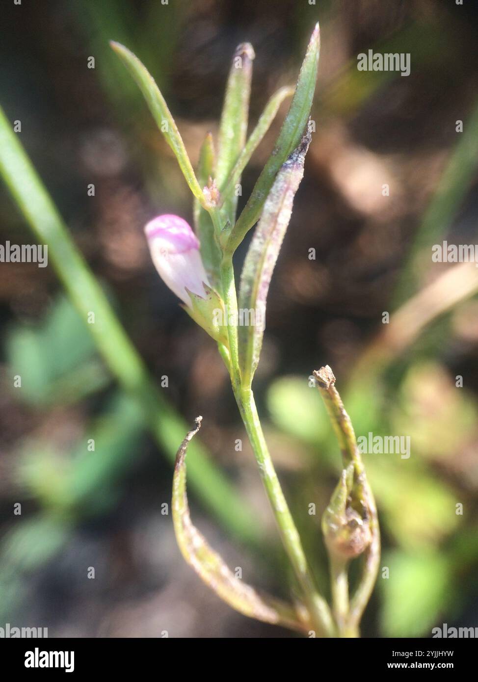 Small-flower False Foxglove (Agalinis purpurea parviflora Stock Photo ...