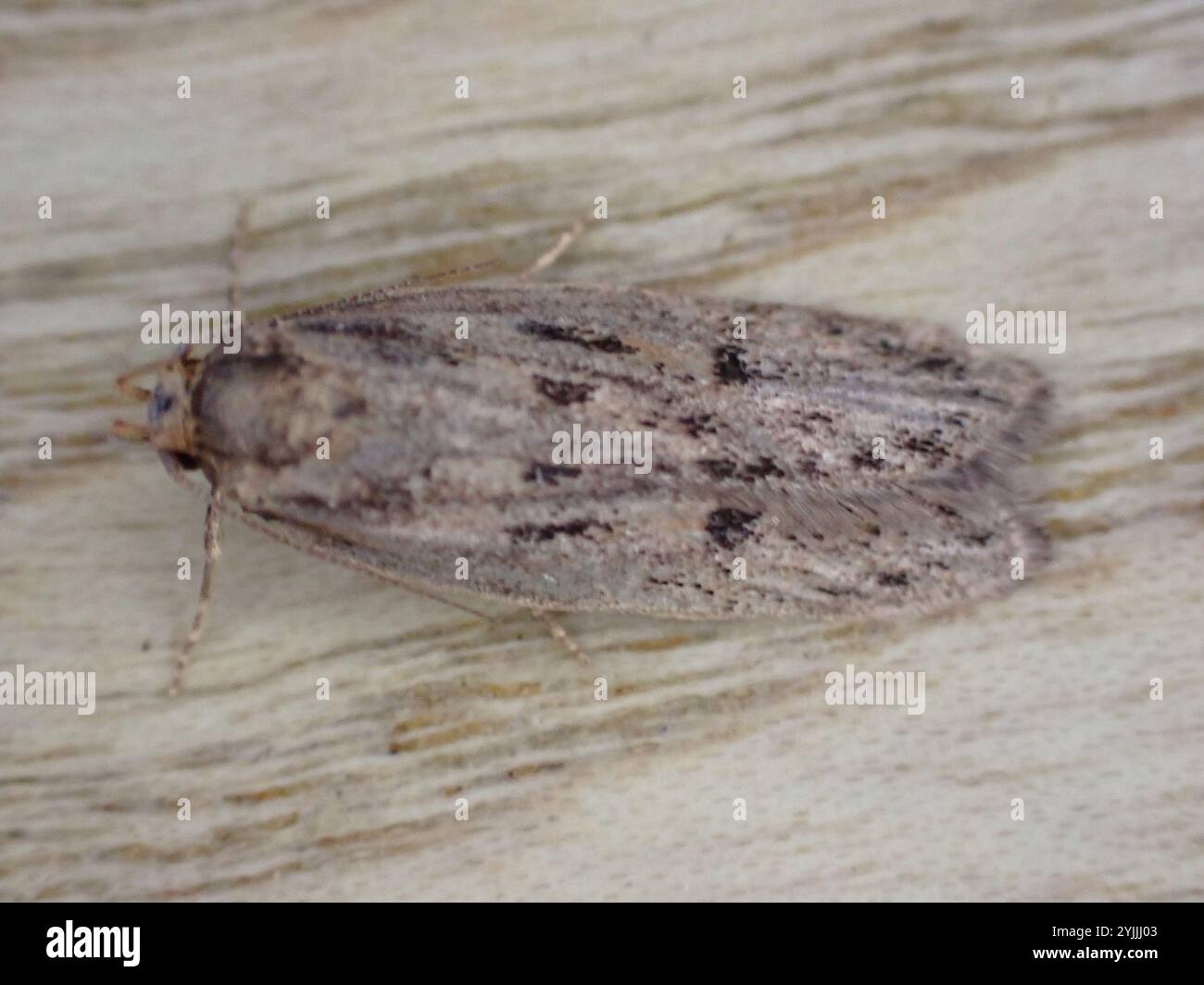 Brown House Moth (Hofmannophila pseudospretella Stock Photo - Alamy