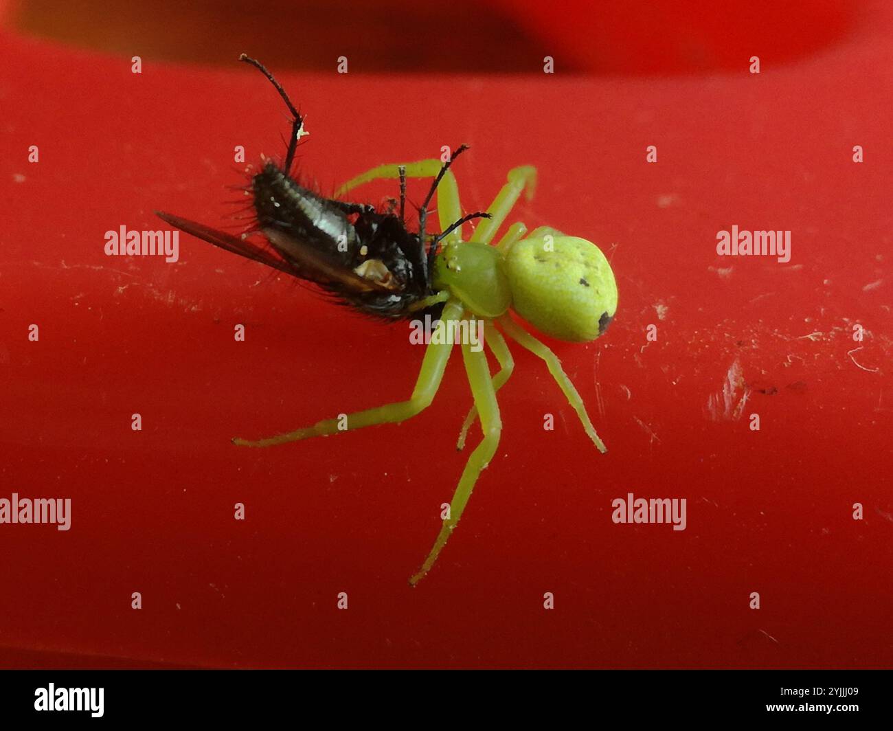 Triangle Crab Spider (Ebrechtella tricuspidata Stock Photo - Alamy