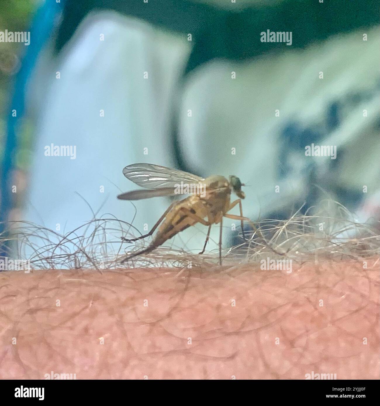Marsh Snipe Fly (Rhagio tringarius Stock Photo - Alamy
