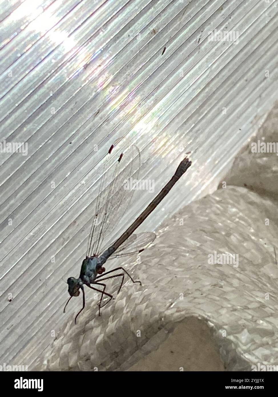 Common Spreadwing (Lestes sponsa Stock Photo - Alamy