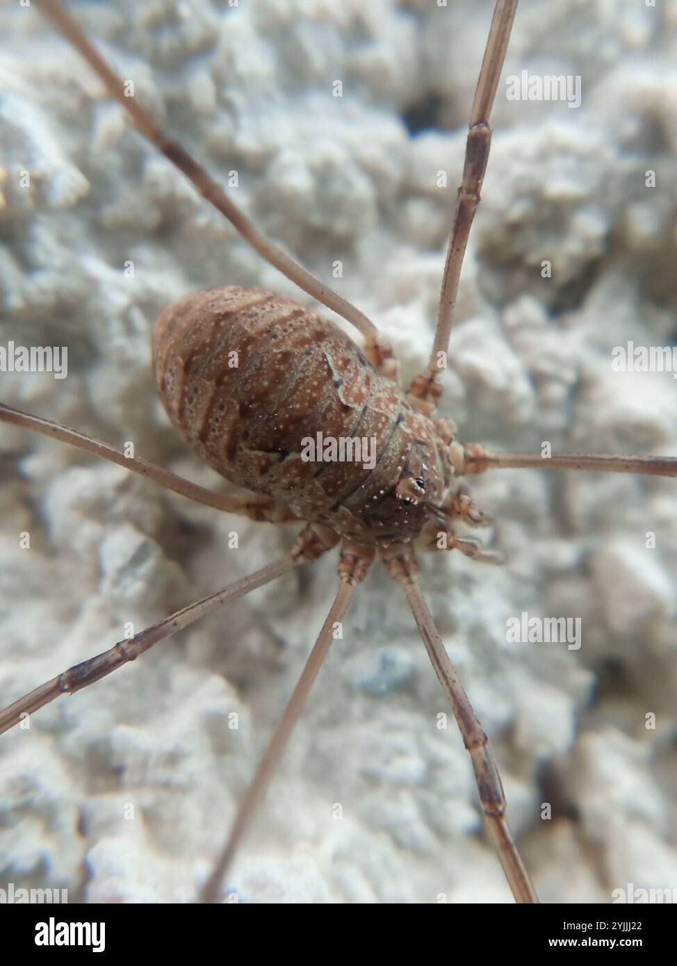 European Harvestman (Phalangium opilio Stock Photo - Alamy