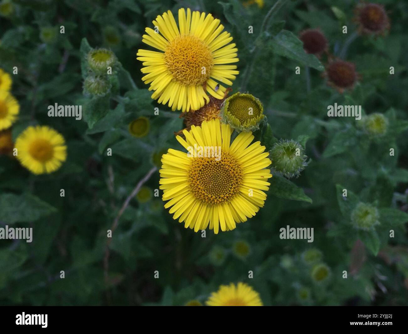 Common Fleabane (Pulicaria dysenterica Stock Photo - Alamy