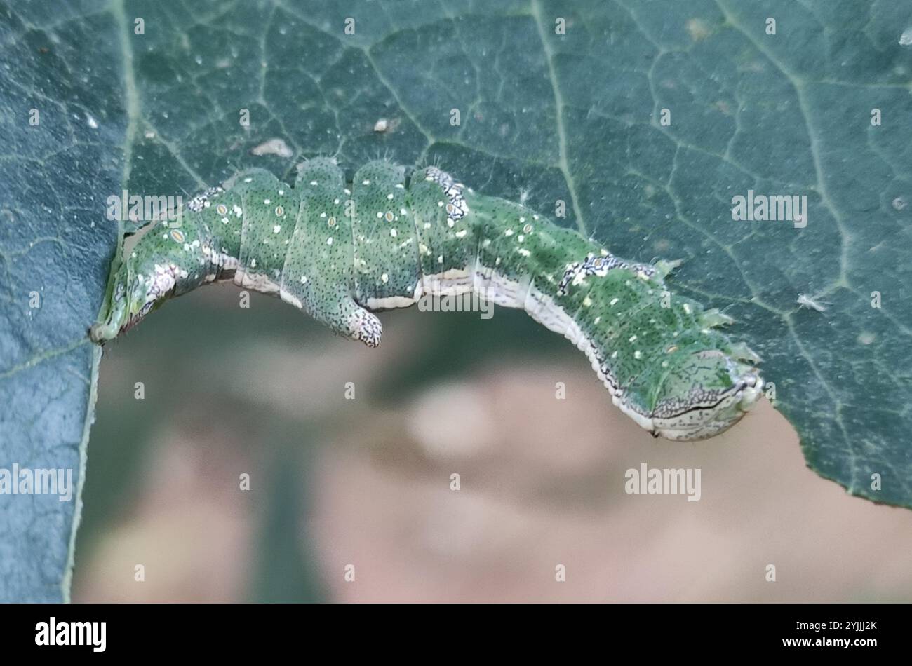 Prominent Moths (Notodontidae Stock Photo - Alamy