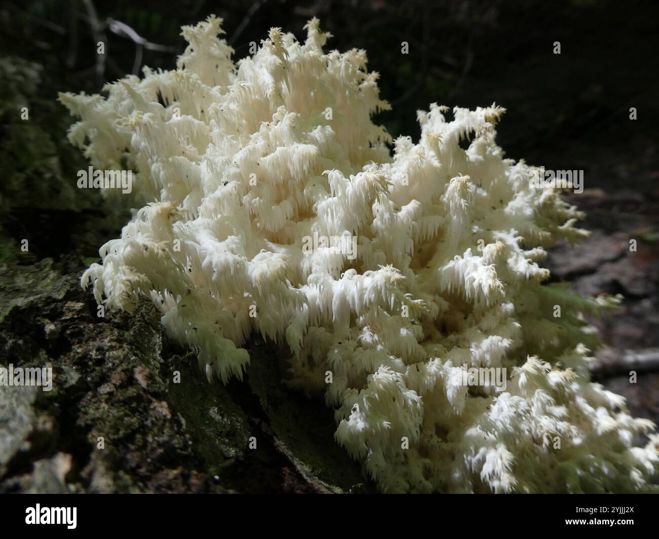 Coral tooth fungus (Hericium coralloides Stock Photo - Alamy