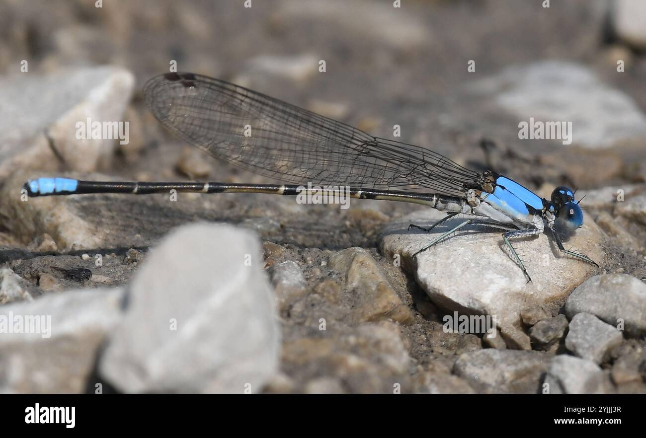 Blue-fronted Dancer (Argia apicalis Stock Photo - Alamy