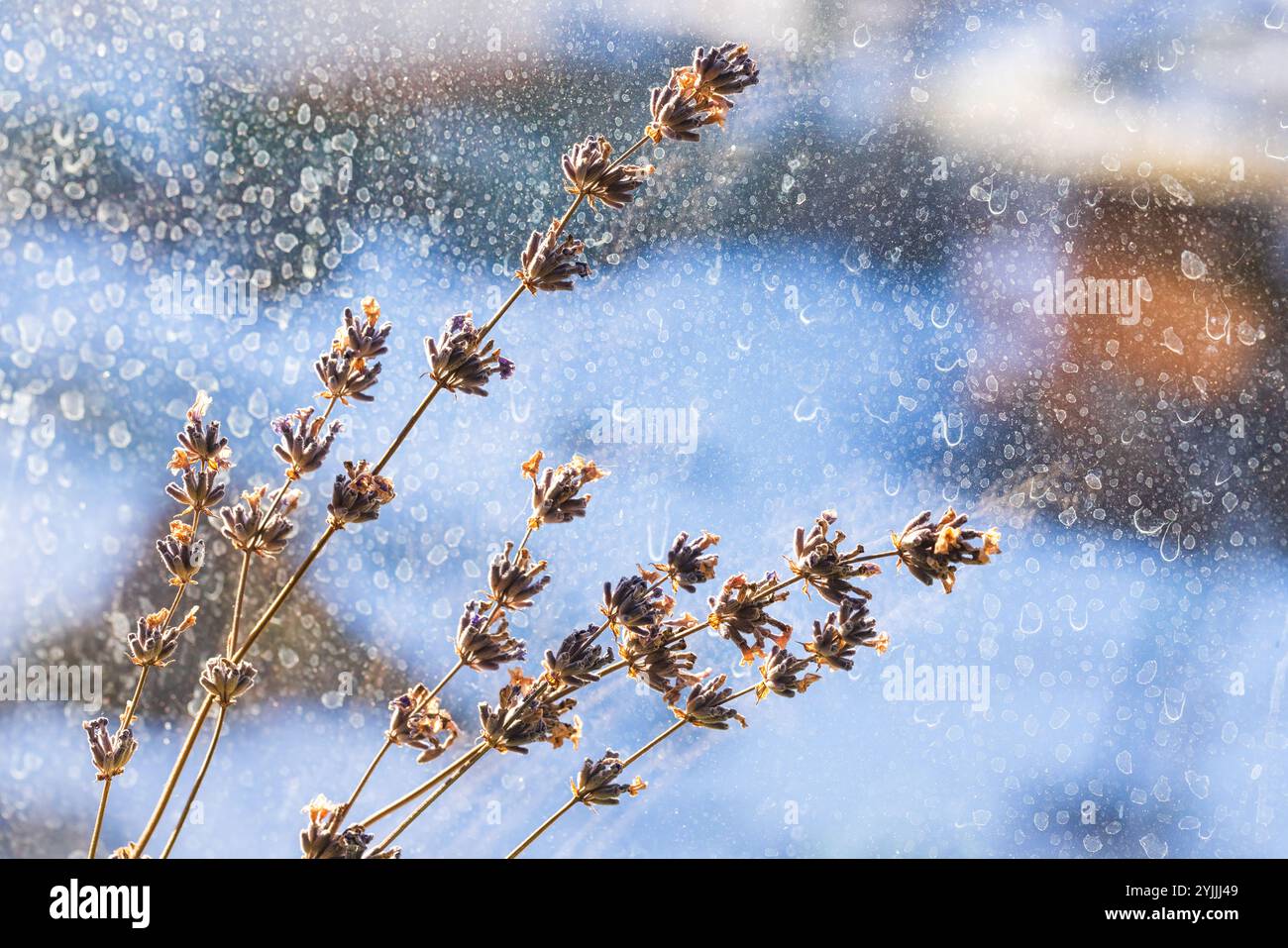 Dry lavender flowers over blurred dusty glass background, natural macro ...