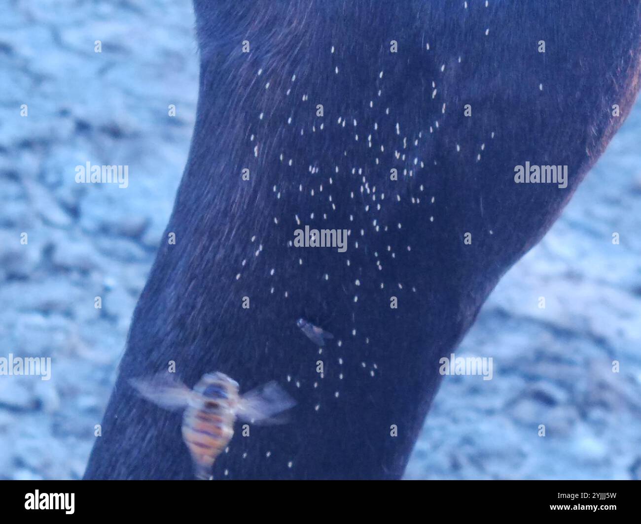 Horse Botfly (Gasterophilus intestinalis Stock Photo - Alamy