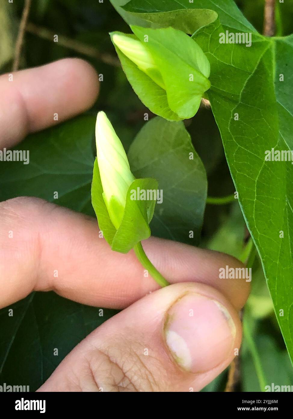 creeping hedge bindweed (Calystegia sepium angulata Stock Photo - Alamy