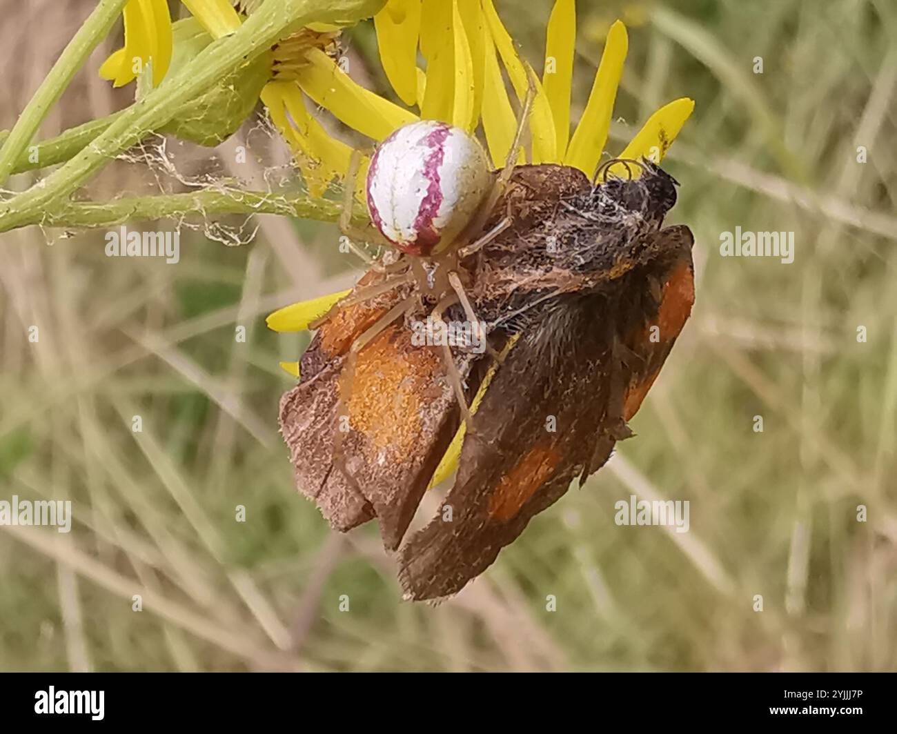 Candy-striped Spider complex (Enoplognatha ovata Stock Photo - Alamy