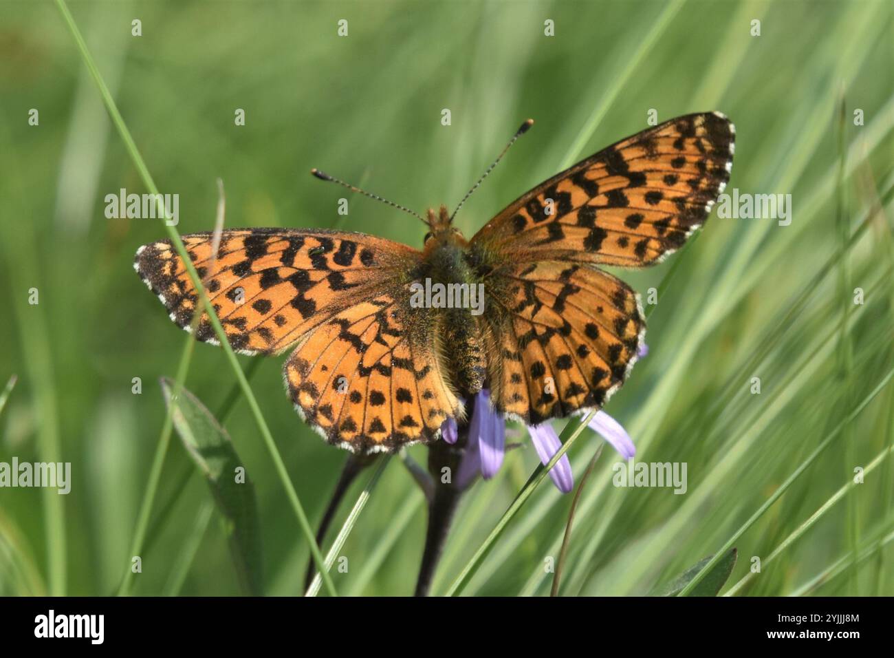 Arctic Fritillary (Boloria chariclea Stock Photo - Alamy