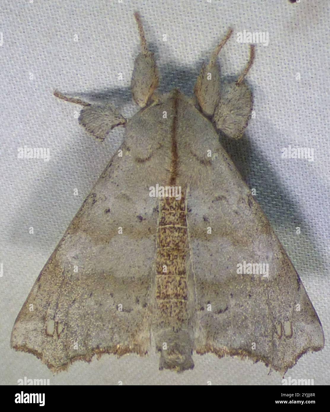 Angel Moth (Olceclostera angelica Stock Photo - Alamy