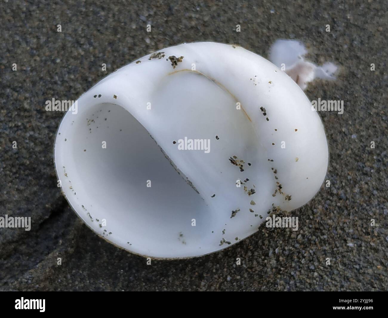 Pear-shaped Sand Snail (Polinices mammilla Stock Photo - Alamy