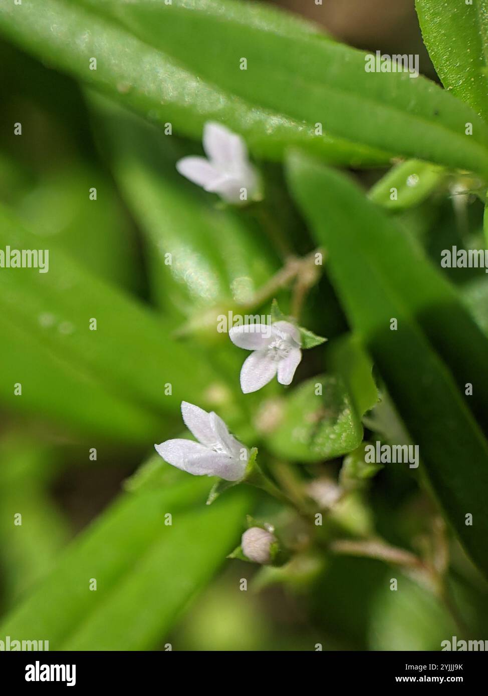 Old World Diamond Flower (Oldenlandia corymbosa Stock Photo - Alamy