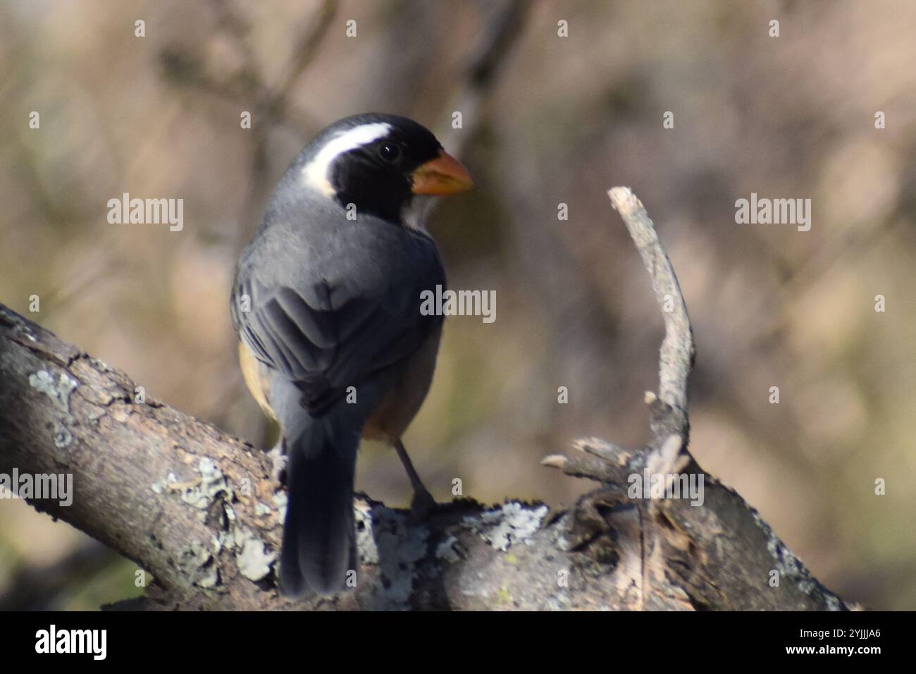 Golden-billed Saltator (Saltator aurantiirostris Stock Photo - Alamy