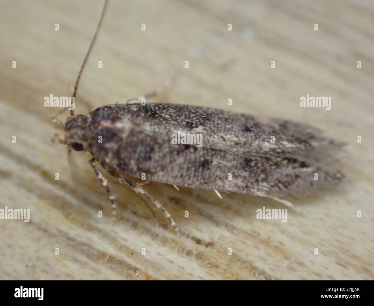 Dark Groundling (Bryotropha affinis Stock Photo - Alamy