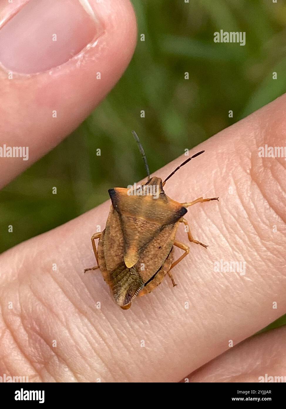 northern fruit bug (Carpocoris fuscispinus Stock Photo - Alamy
