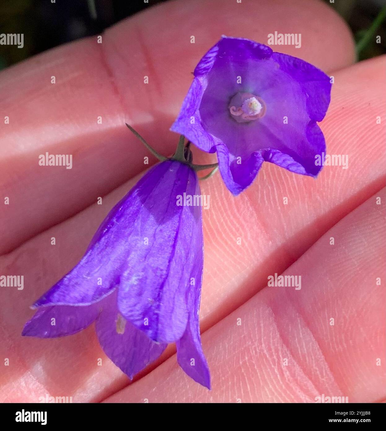 Common Harebell (Campanula rotundifolia Stock Photo - Alamy