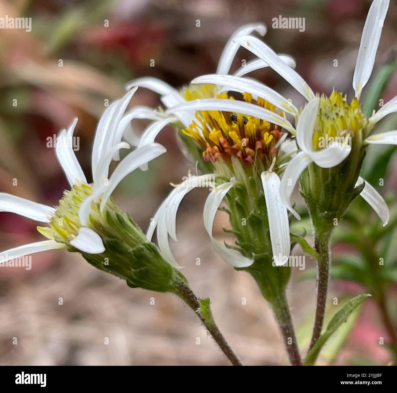 roughleaf aster (Eurybia radulina Stock Photo - Alamy