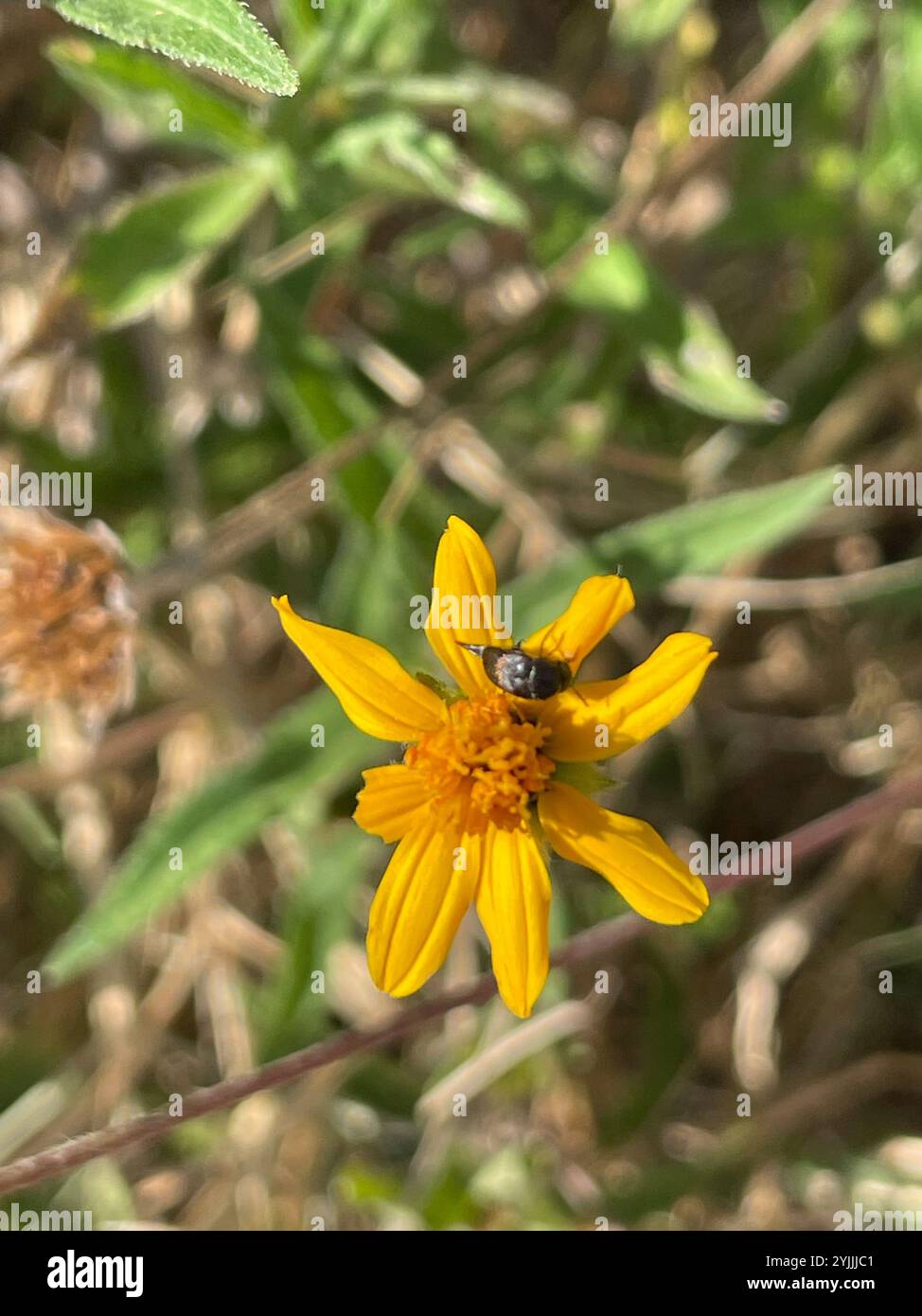 Texas creeping-oxeye (Wedelia hispida Stock Photo - Alamy