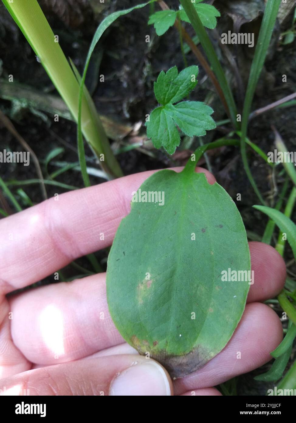 northern water-plantain (Alisma triviale Stock Photo - Alamy