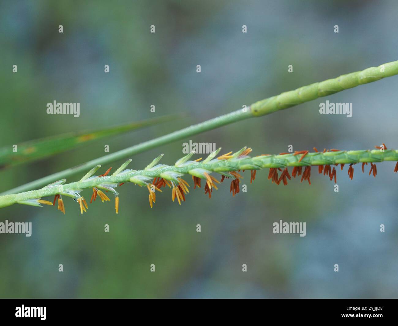 eastern gamagrass (Tripsacum dactyloides Stock Photo - Alamy