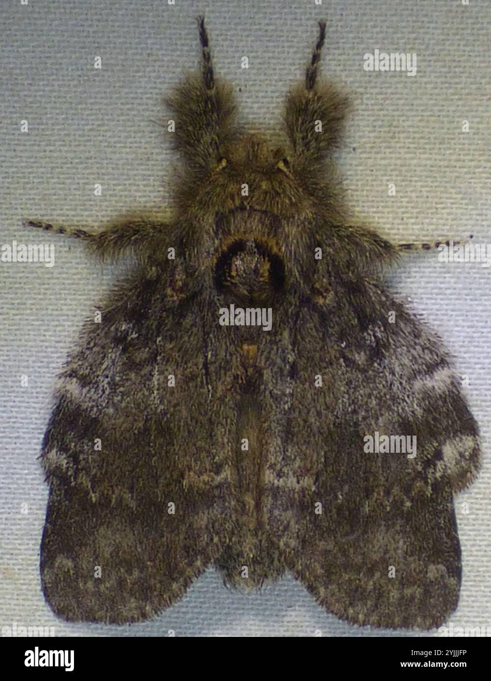 Angulose Prominent (Peridea angulosa Stock Photo - Alamy