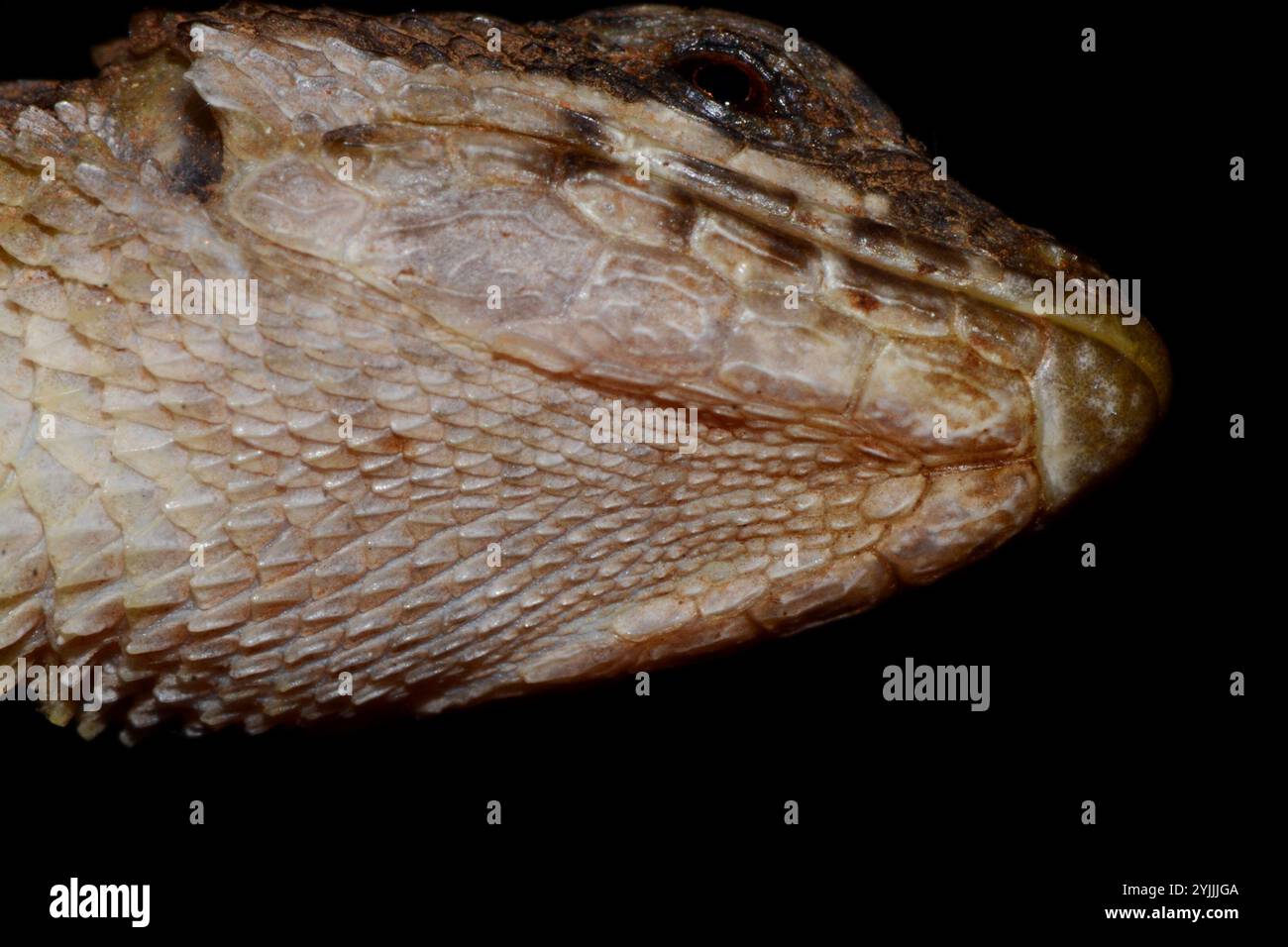 Tropical Girdled Lizard (Cordylus tropidosternum Stock Photo - Alamy