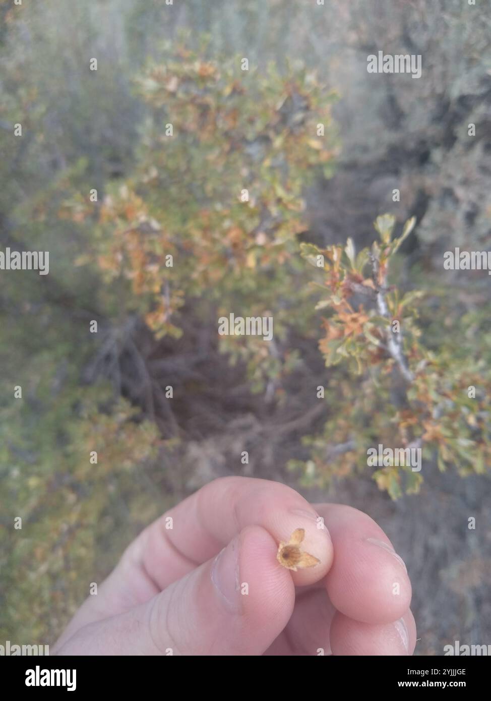 Antelope Bitterbrush (Purshia tridentata Stock Photo - Alamy
