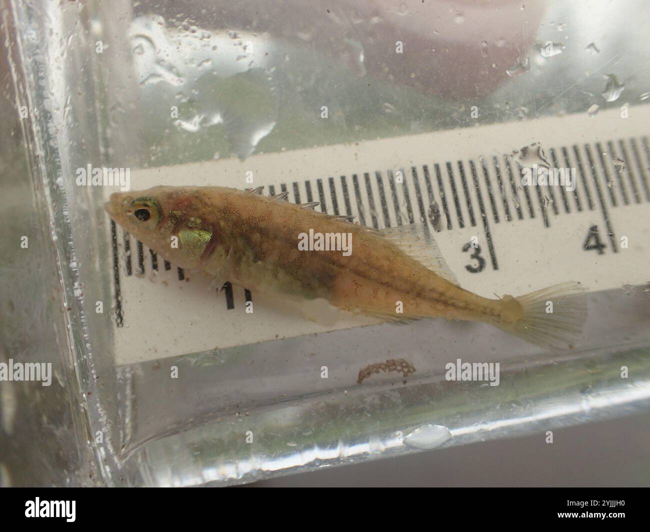 Brook Stickleback (Culaea inconstans Stock Photo - Alamy