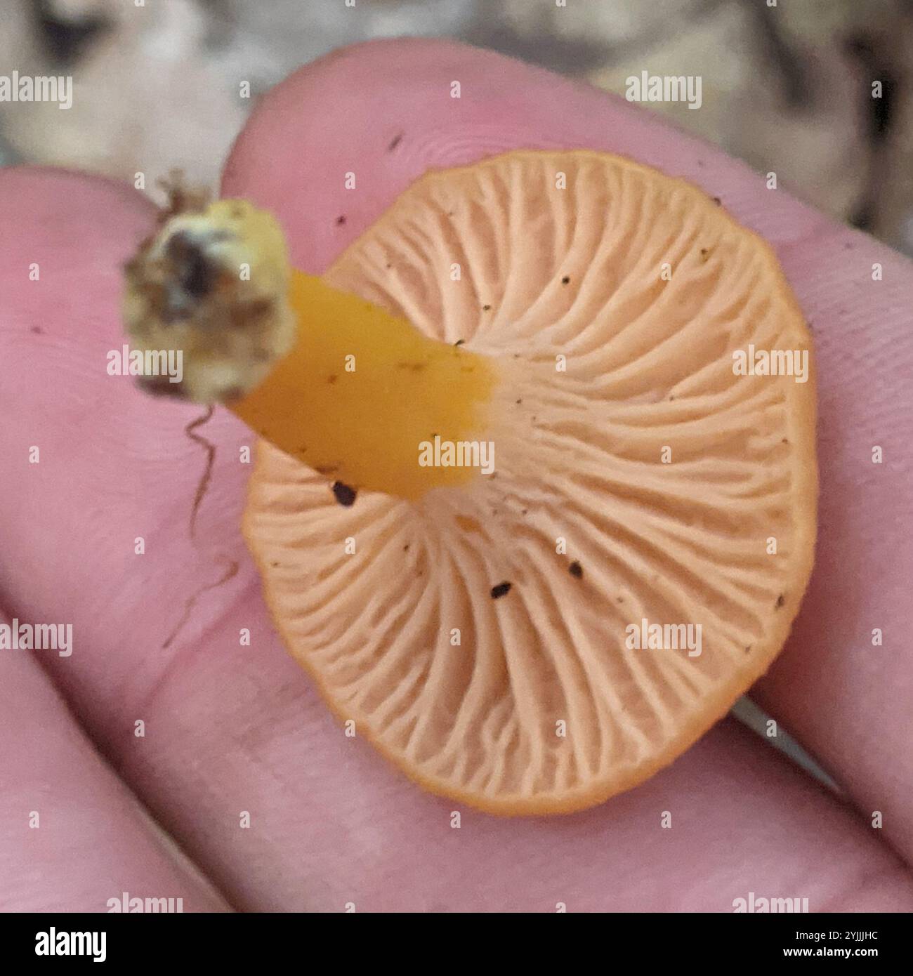flame trumpet (Craterellus ignicolor Stock Photo - Alamy