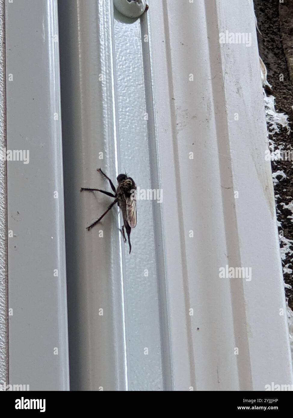 Hammertail hi-res stock photography and images - Alamy